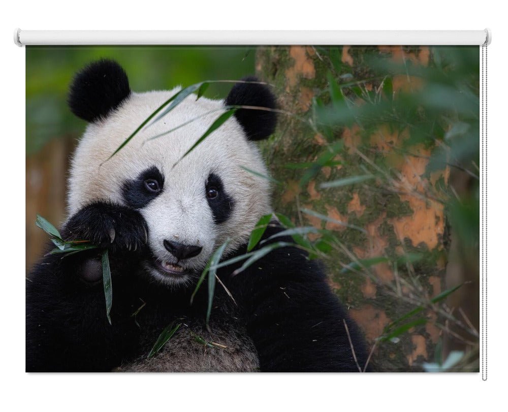 Panda Bamboo Time Printed Picture Photo Roller Blind Blackout Kids ...