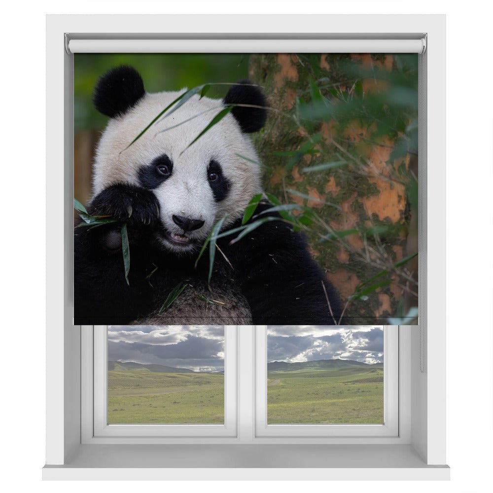 Panda Bamboo Time Printed Picture Photo Roller Blind Blackout Kids ...