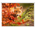 Red Fox Animal roller Blind | Photo Printed Picture Blinds | Art Fever